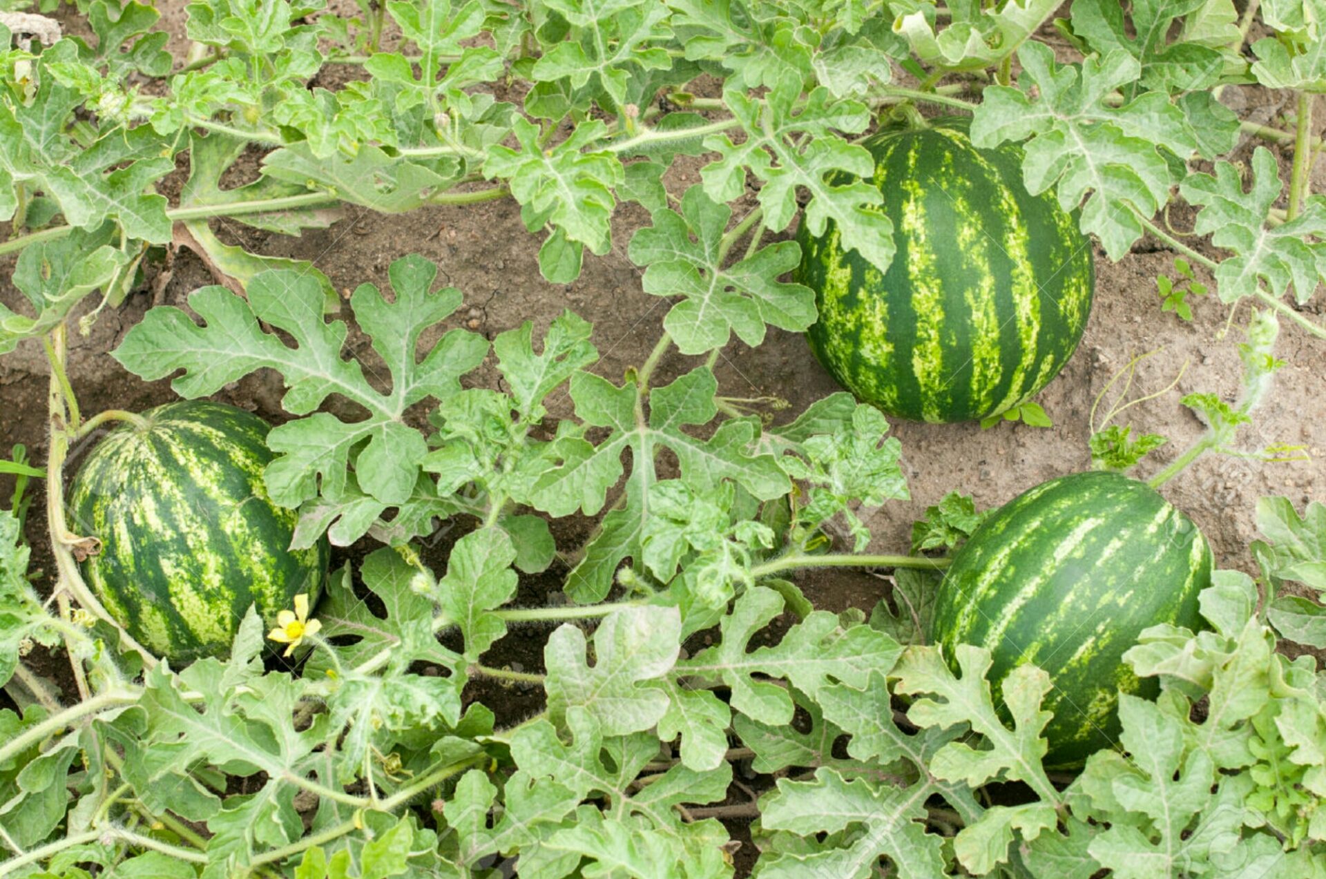 Sobanukirwa watermelon izwiho kurwanya uburemba no kongera ububobere